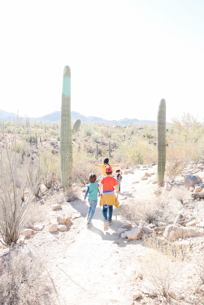 Easy Saguaro National Park Hikes | Local Passport Family